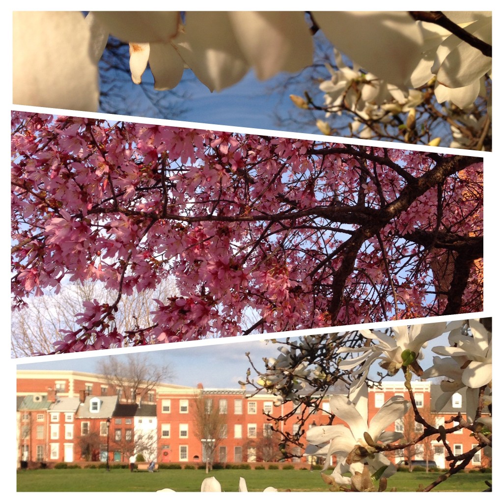 Seton Hill – A Historic Neighborhood in Baltimore, MD